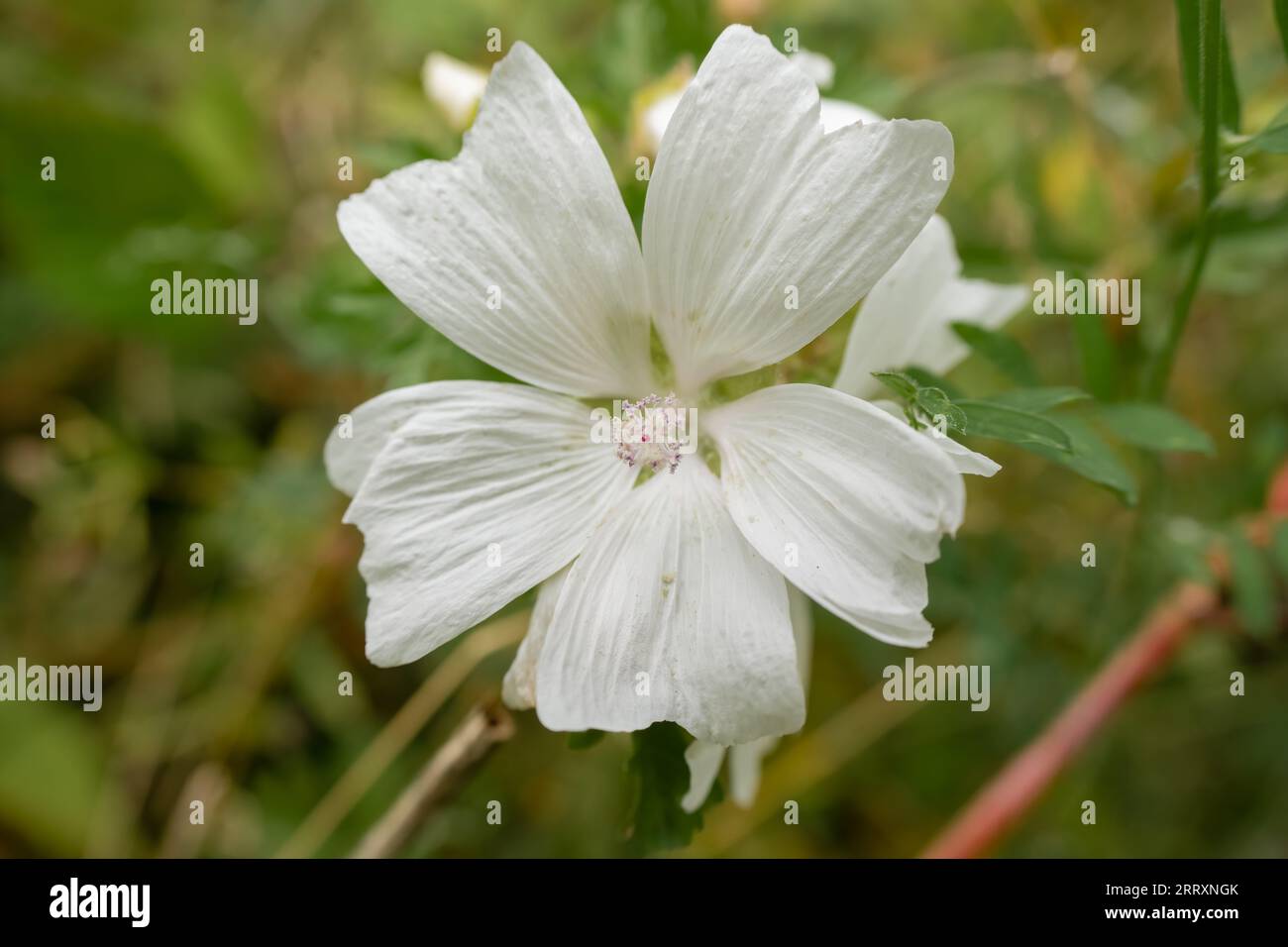 White musk mallow flower hi-res stock photography and images - Alamy