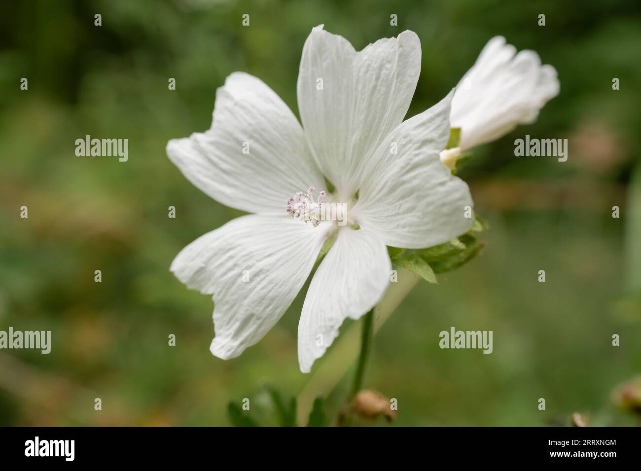 White flower texture hi-res stock photography and images - Alamy