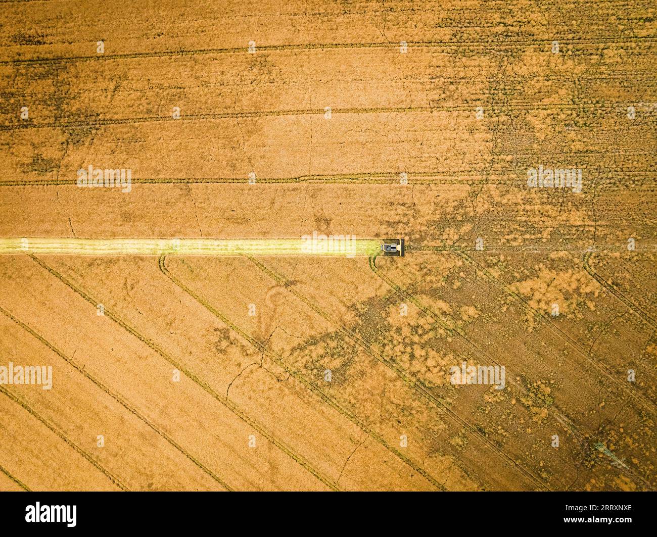 Aerial view of combine harvesting yellow field in summer, Poland ...