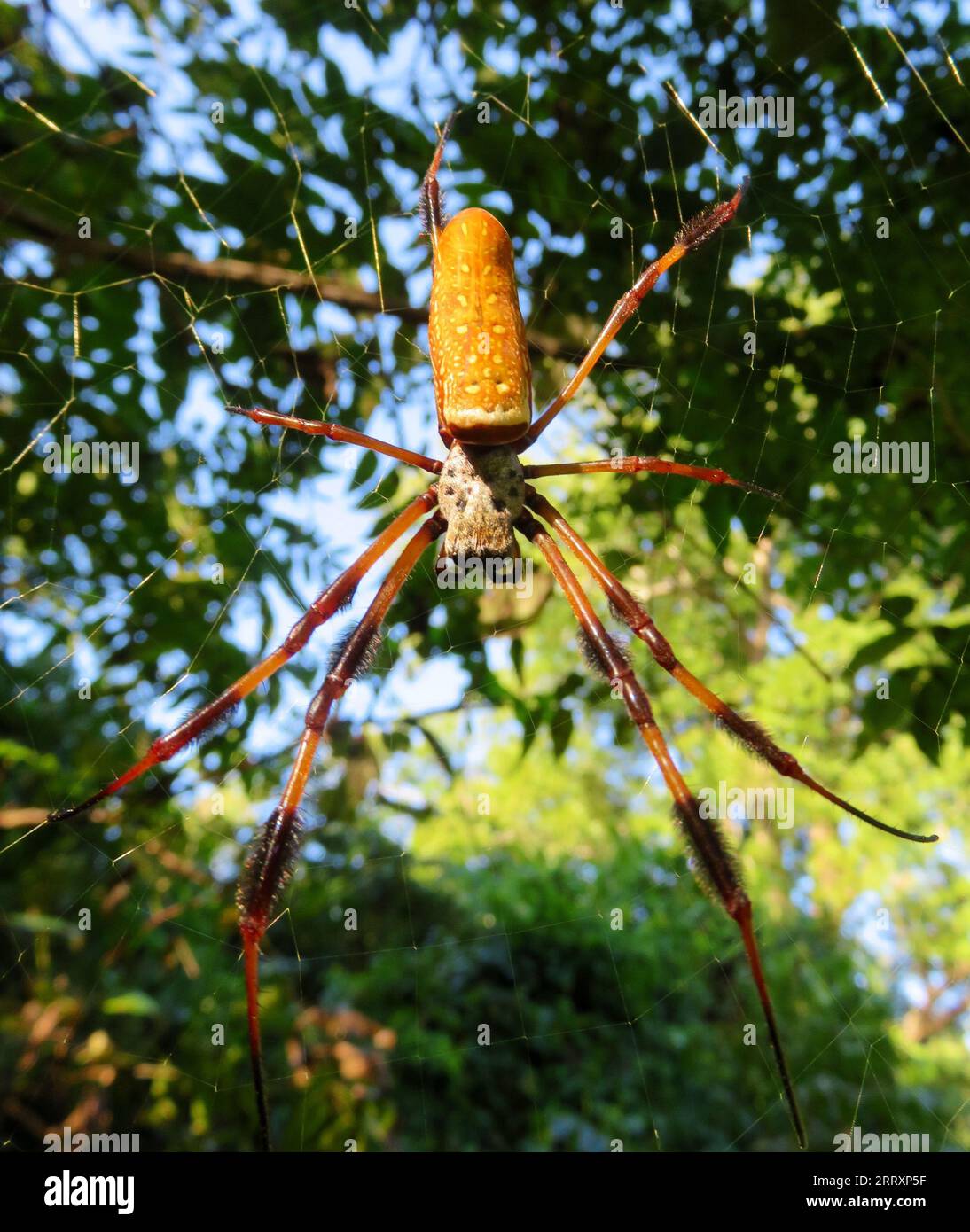 A Close-up shot of a vivid orange Nephila spider with distinctive ...
