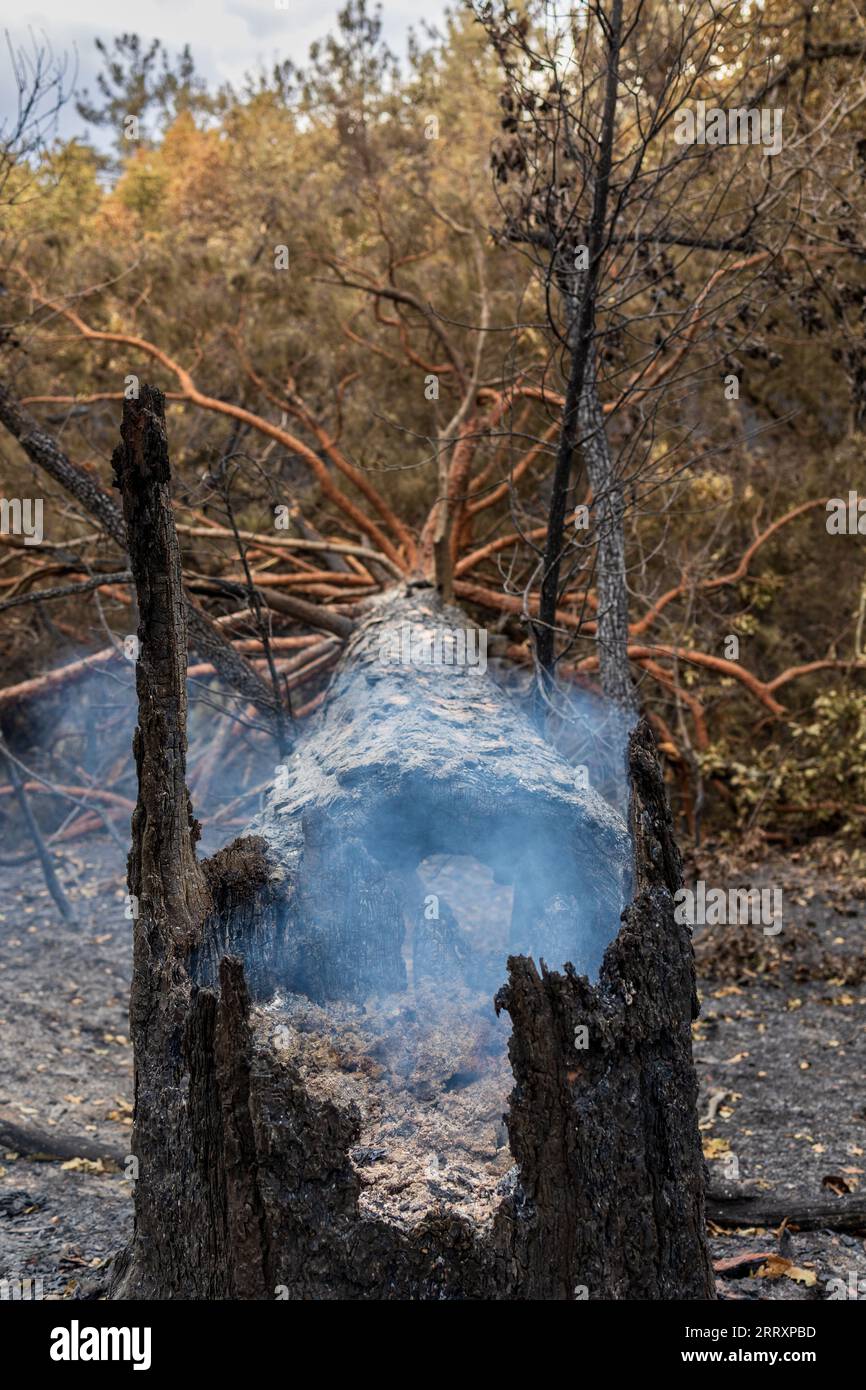 Catastrophic results of massive wildfires in Evros region of Greece ...