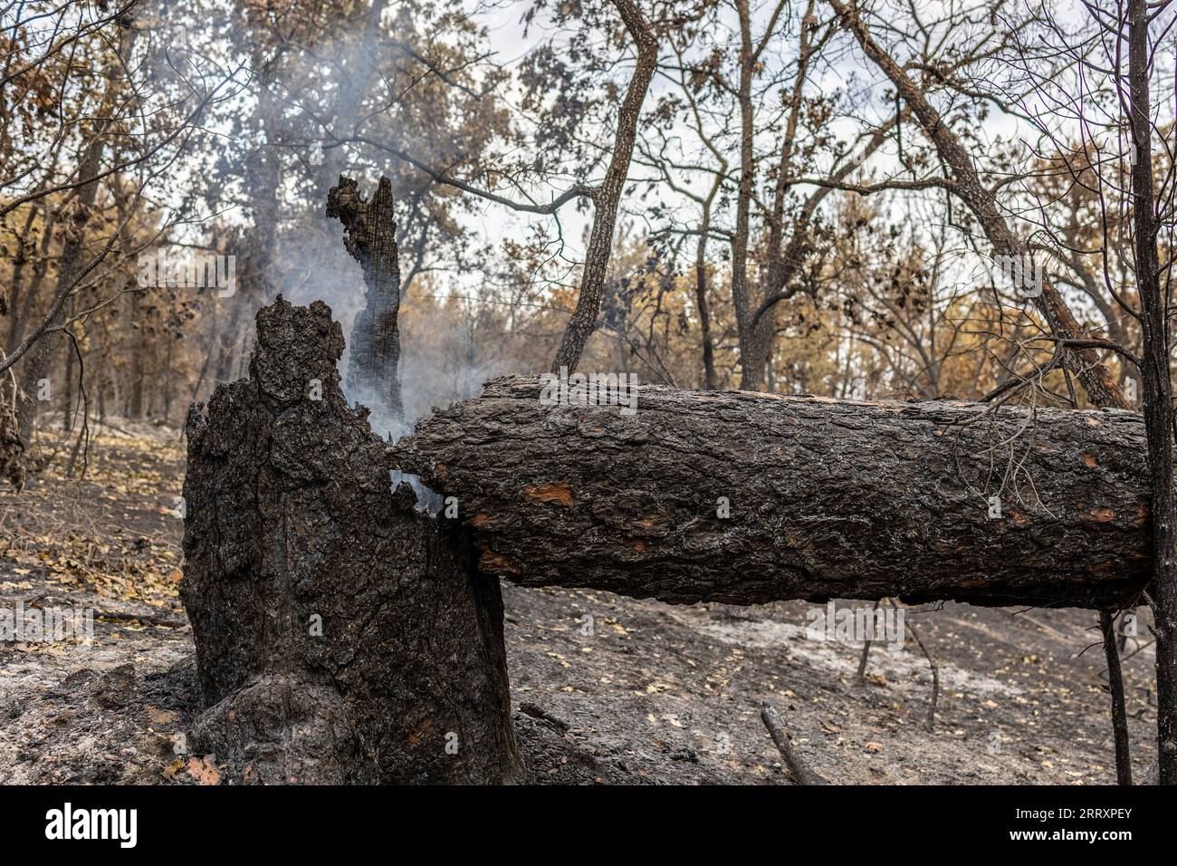 Catastrophic results of massive wildfires in Evros region of Greece ...