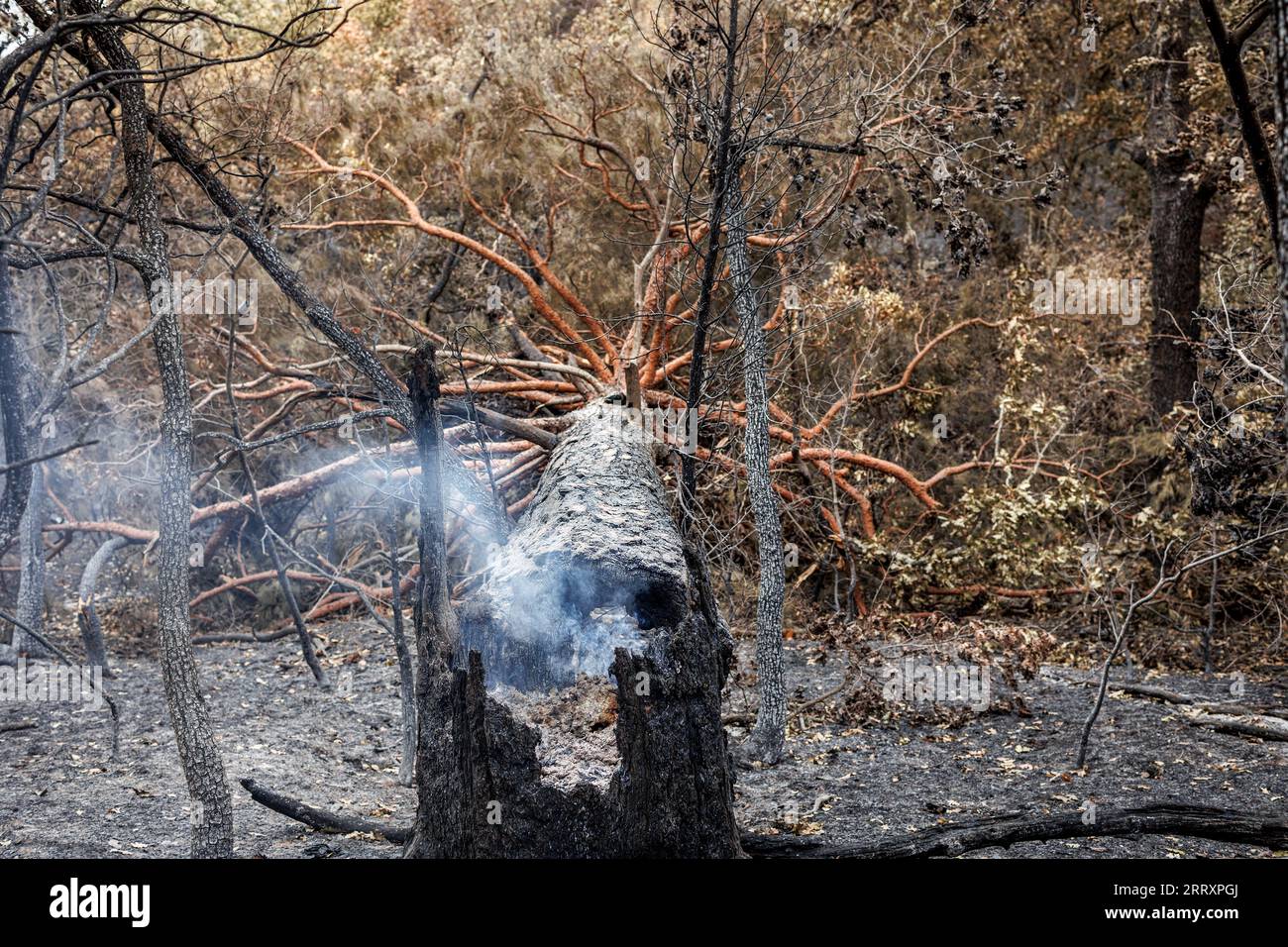 Catastrophic results of massive wildfires in Evros region of Greece ...