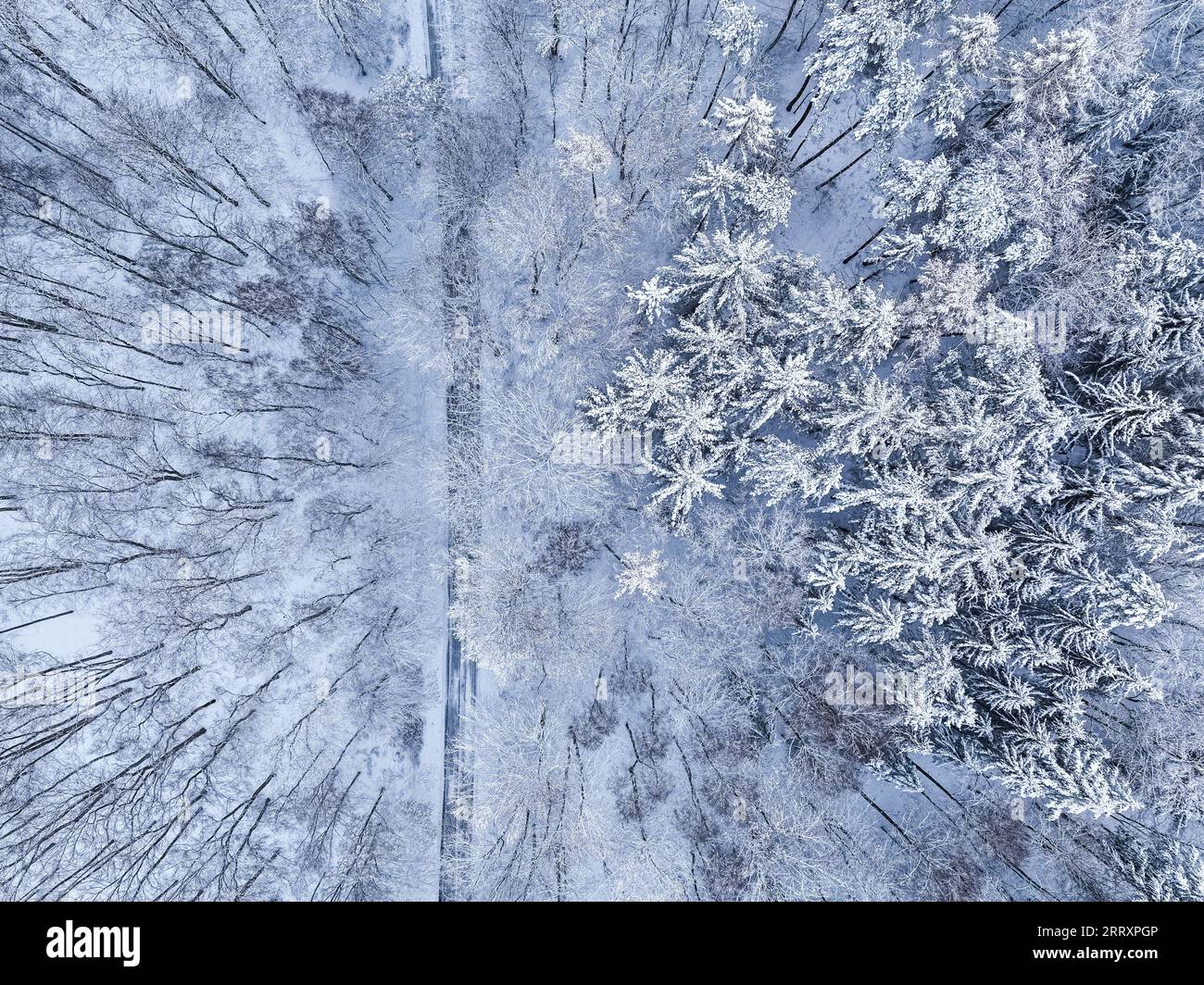 Top down view of white forest in winter, Poland. Snowy winter in nature ...