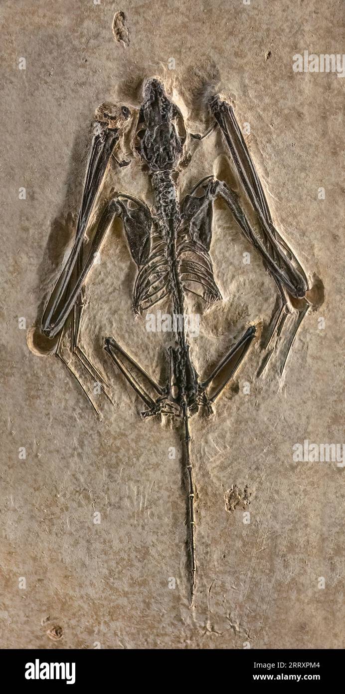 Fossil Bat, Icaronycteris index, Early Eocene, 52MYO, Fossil Butte ...