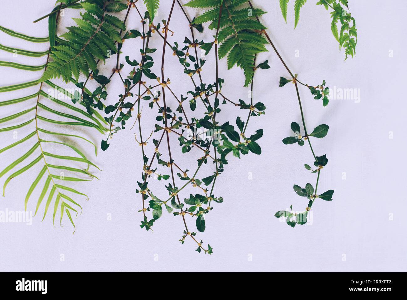 Climbing vines on house hi-res stock photography and images - Alamy