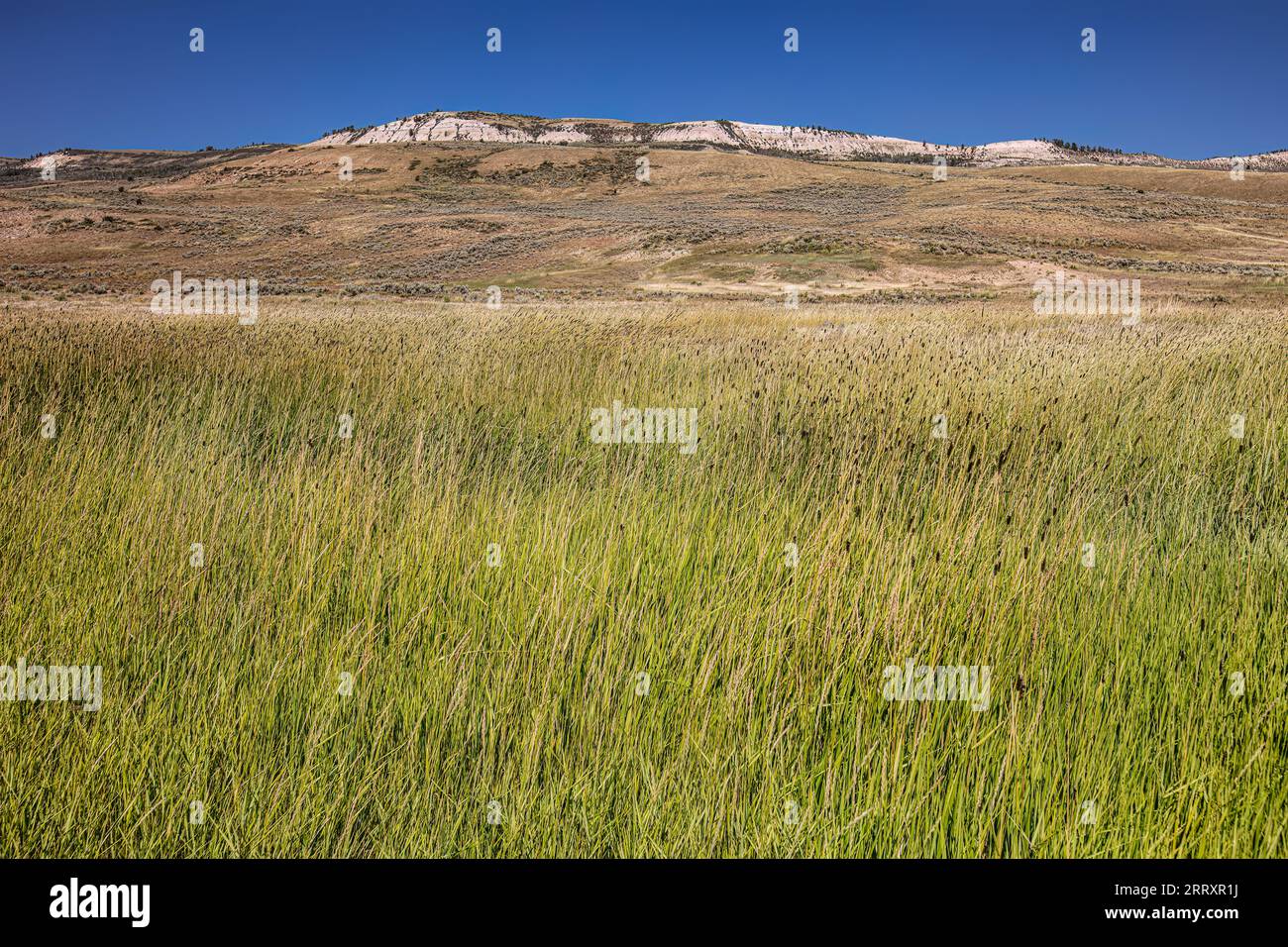 Rare fossil site hi-res stock photography and images - Alamy