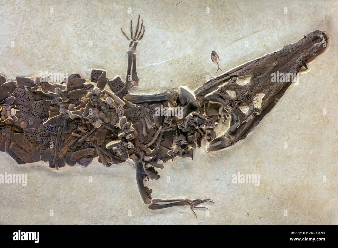 Fossil Crocodile, Borealosuchus wilsoni, Early Eocene, 52 MYO, Fossil ...