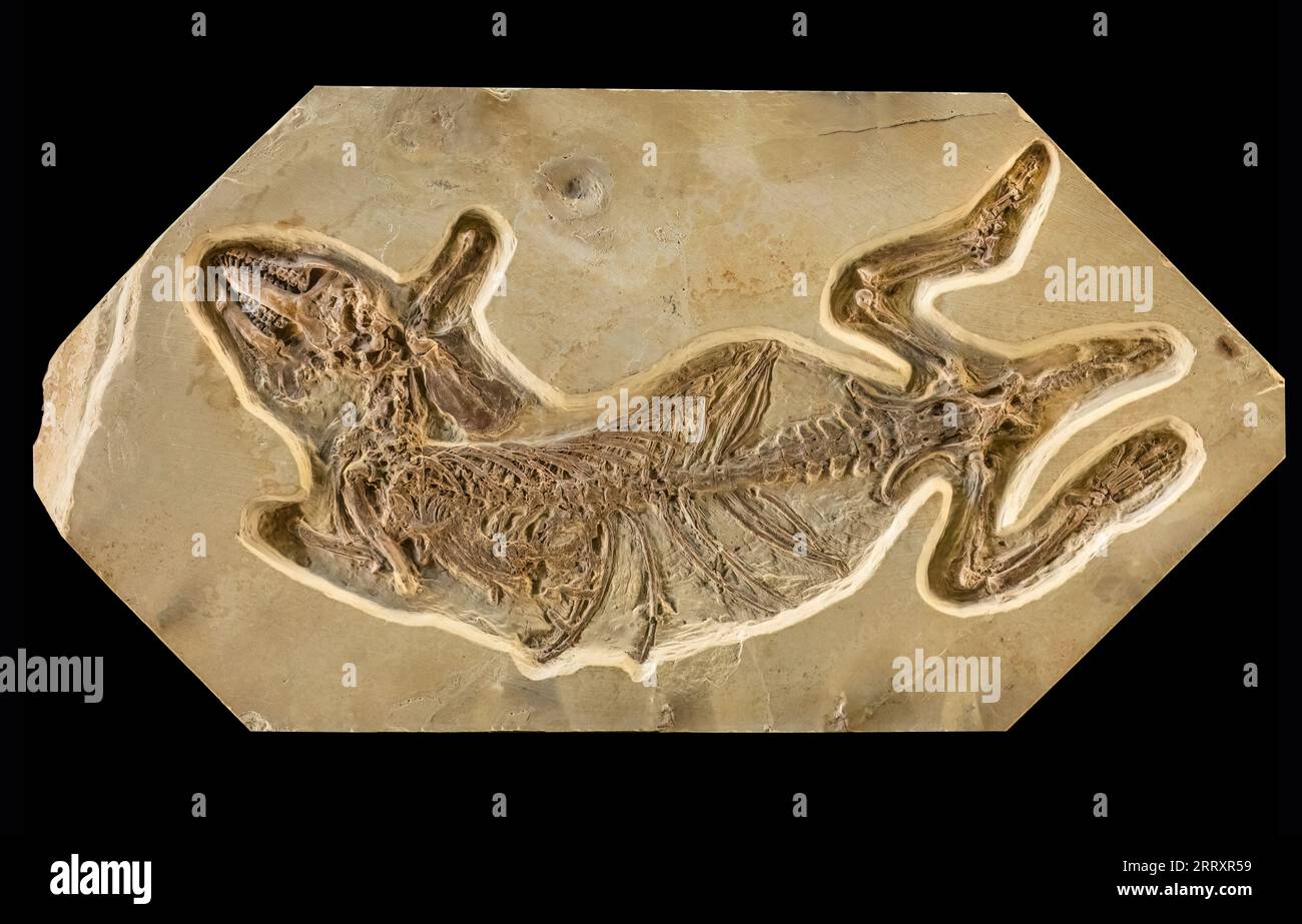 Fossil Hyopsodus wortmani, Extinct family Hyopsodontidae mammal ...