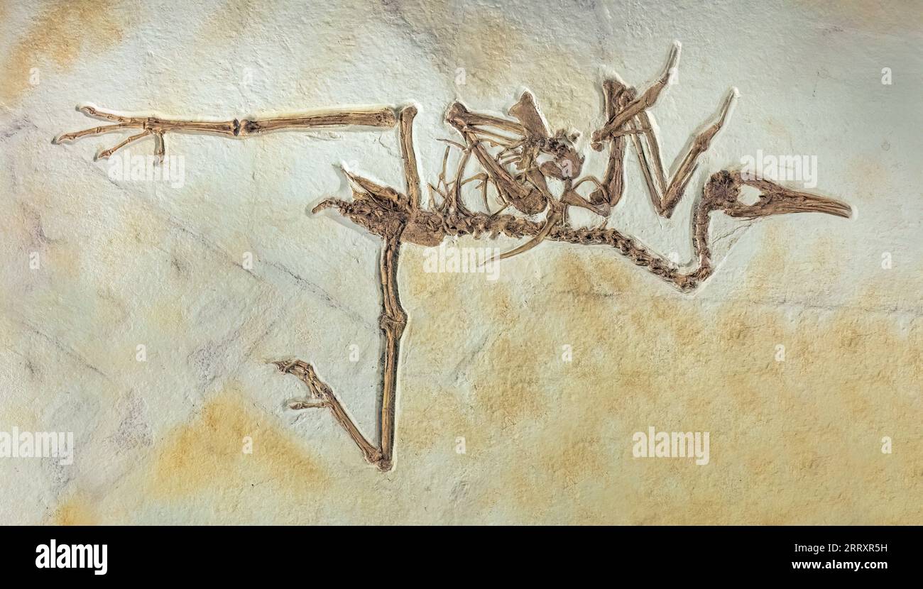 Prehistoric Bird Fossils