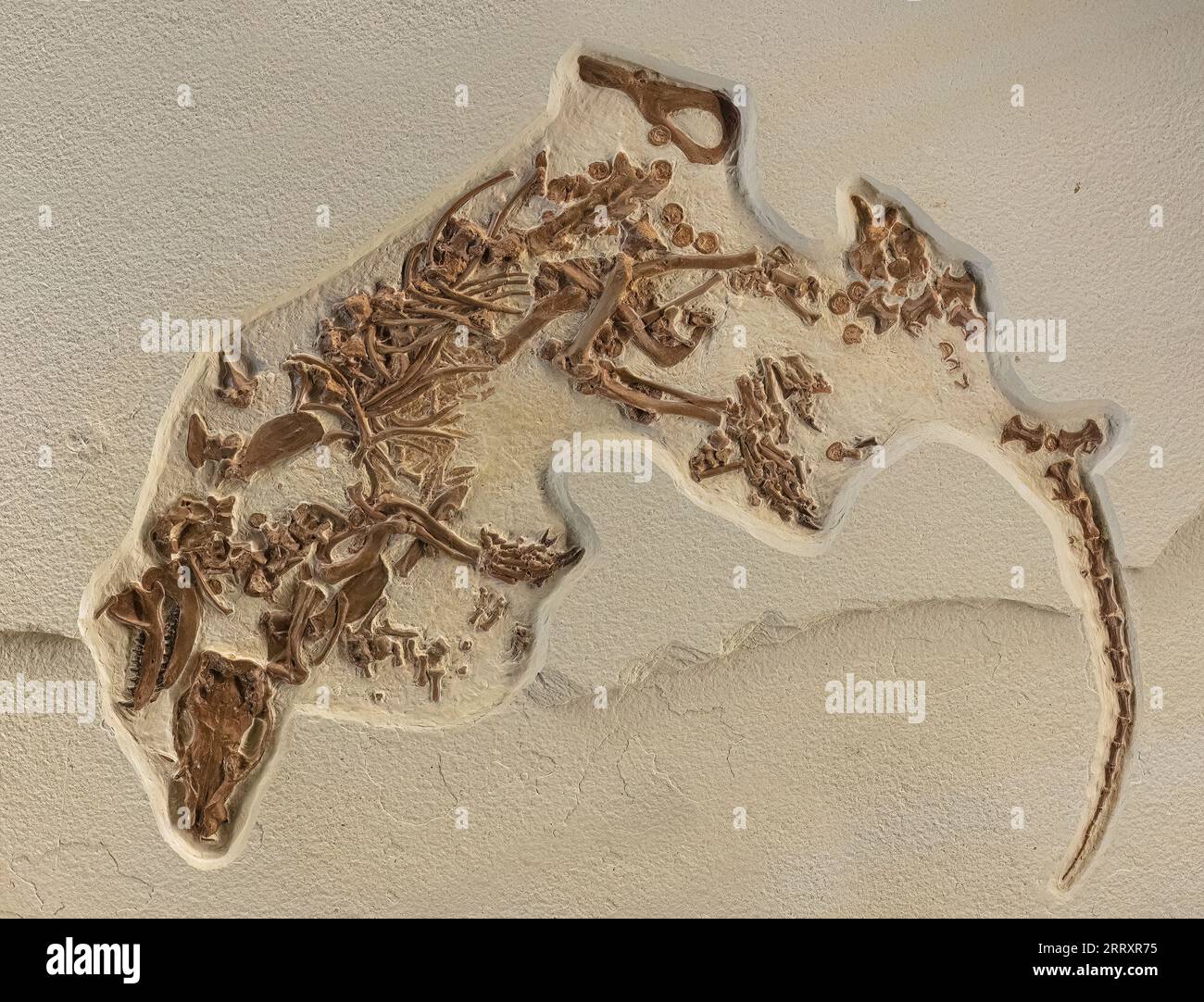 Fossil Palaeosinopa didelphoides, Extinct Mammal similar to an Otter ...