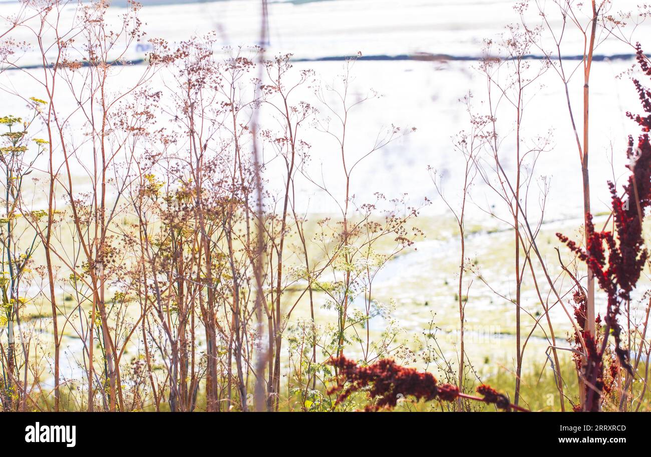 Broad-leaved Dock, Rumex obtusifolius above intertidal salt marshes ...