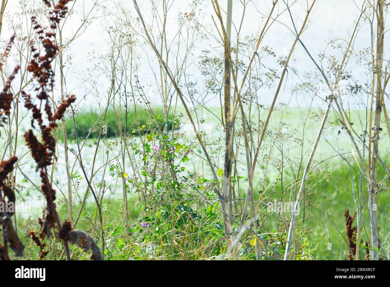 Britain's Wild Coast - Broad-leaved Dock, Rumex obtusifolius growing at ...