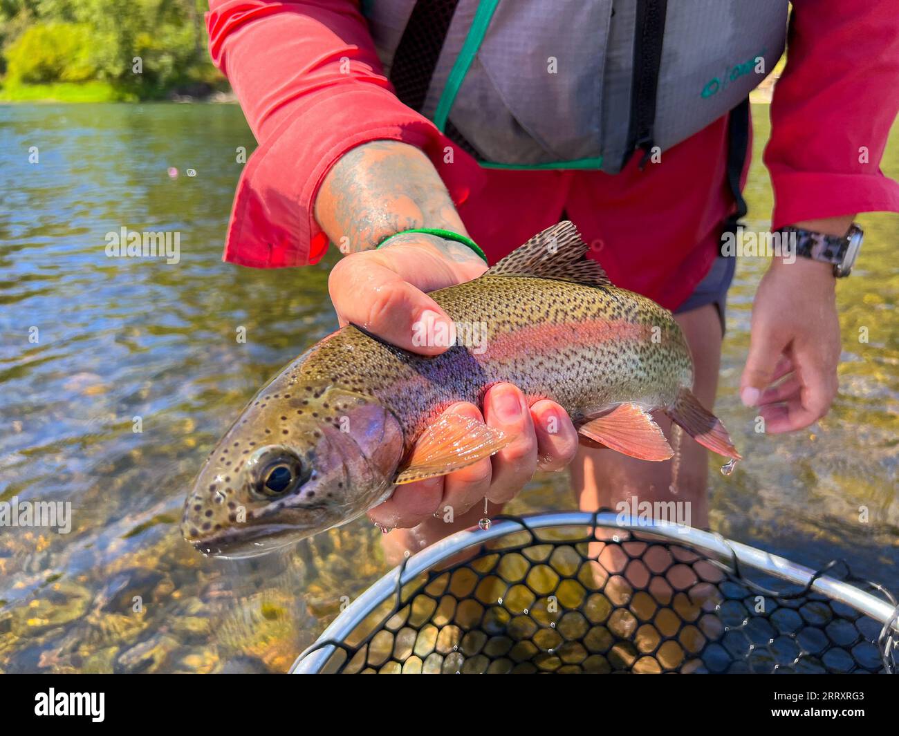 Native Redside Rainbow Trout Stock Photo - Alamy