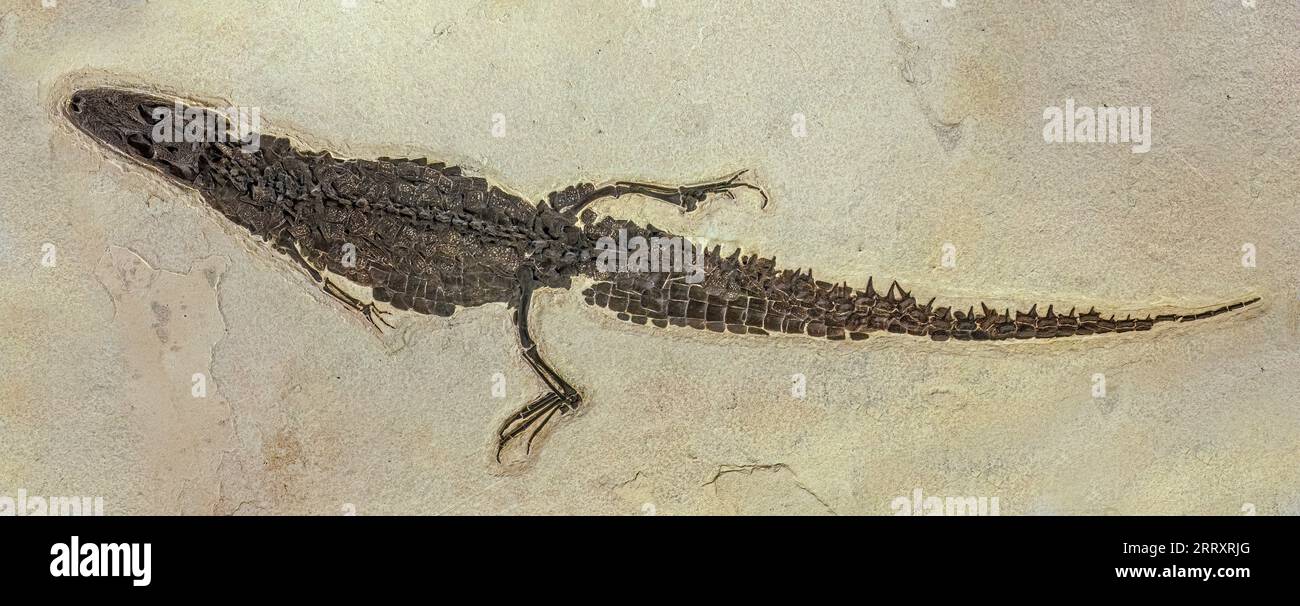 Prehistoric fossil caiman hi-res stock photography and images - Alamy