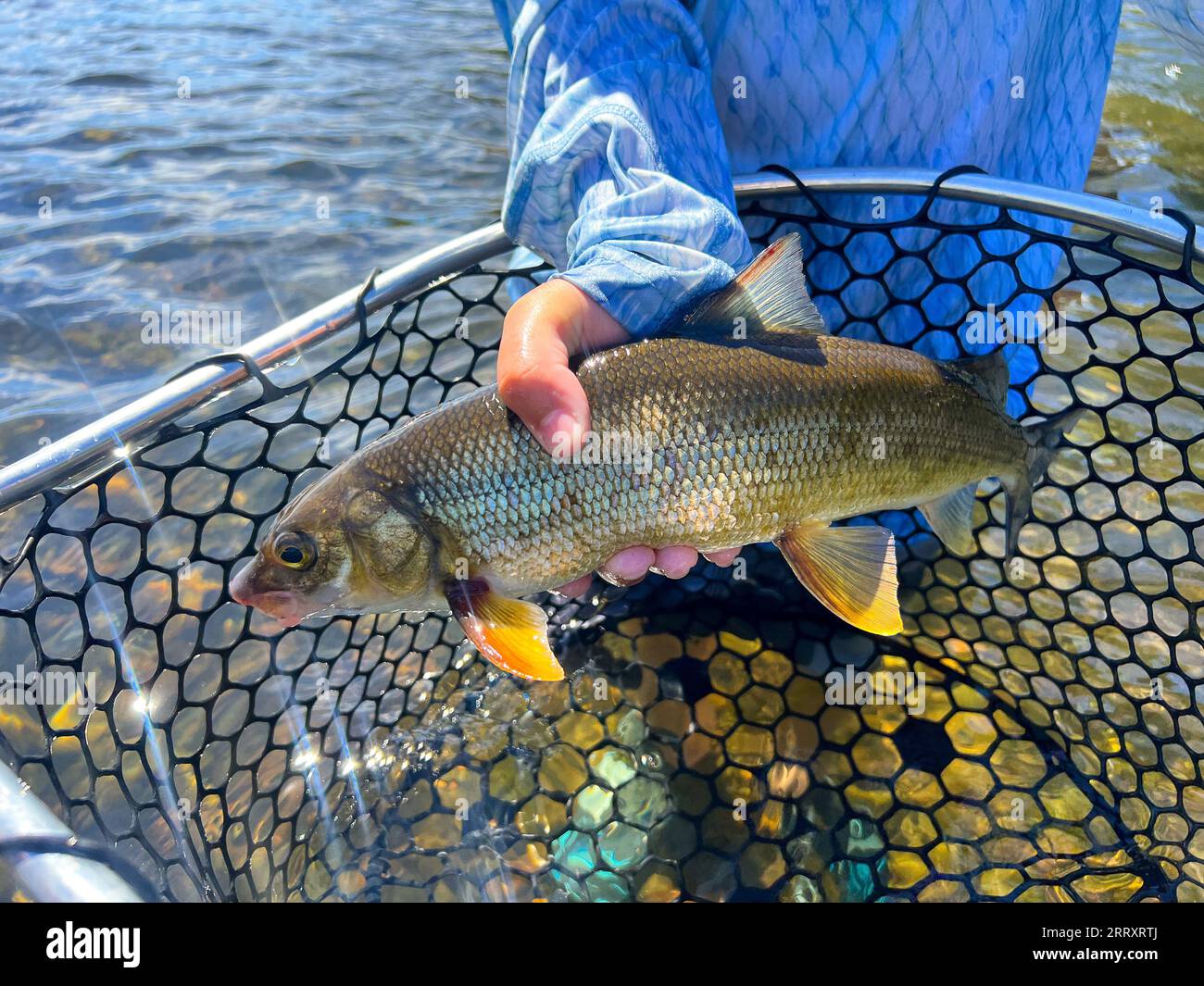 Native Wild Whitefish Stock Photo - Alamy