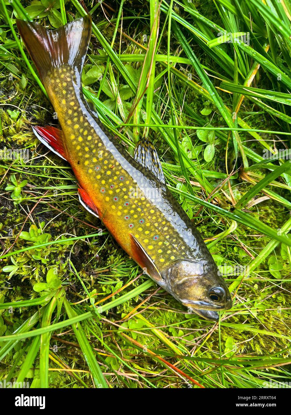 Native Wild Brook Trout Stock Photo - Alamy