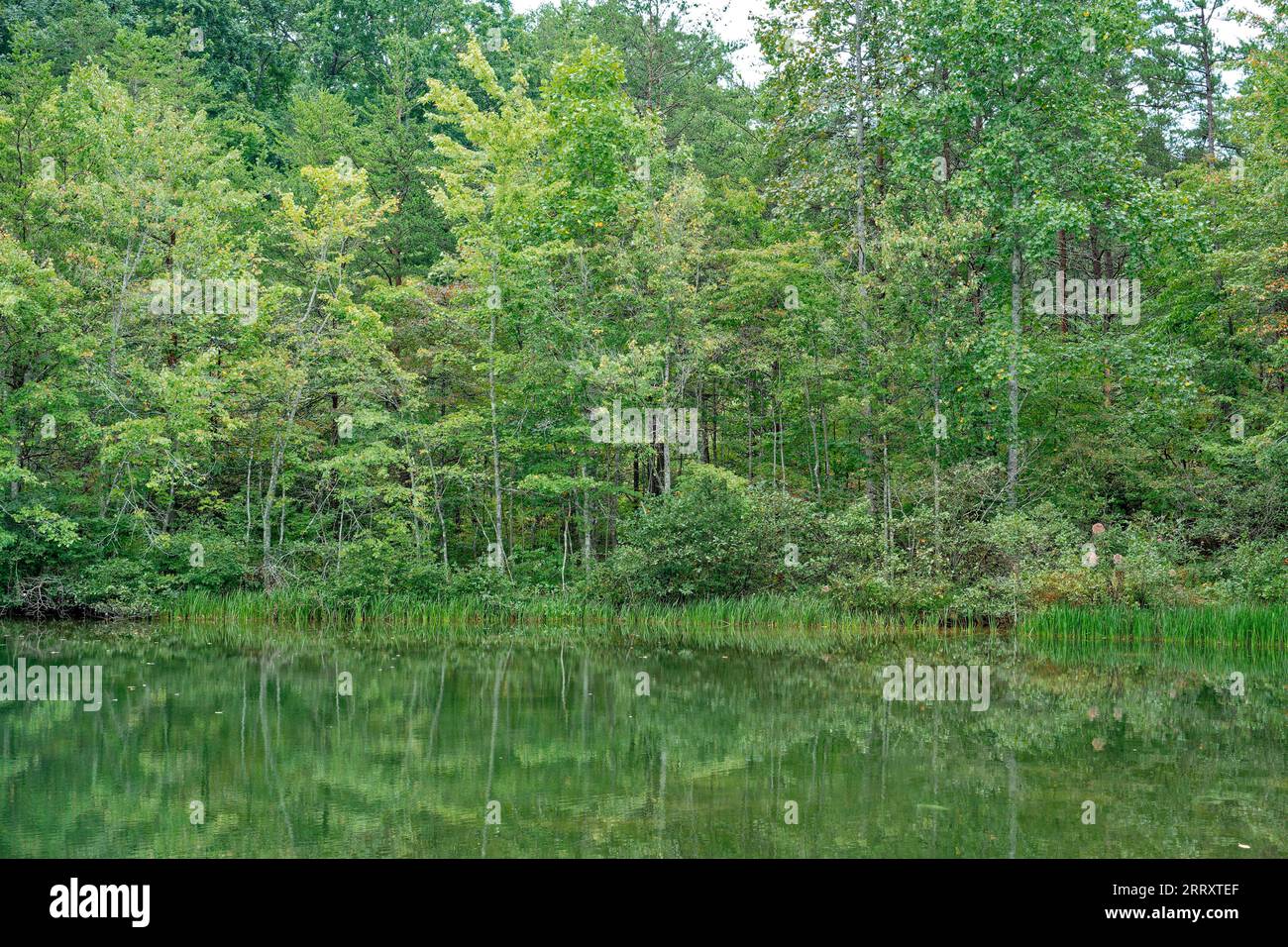 Serene setting at the lake with the end of summer wildflowers and ...