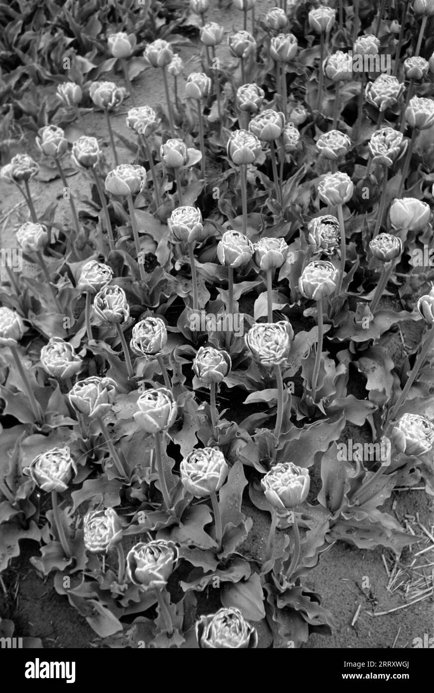 Tulpenfeld in Lisse, 1955. Field of tulips in the town of Lisse, 1955 ...