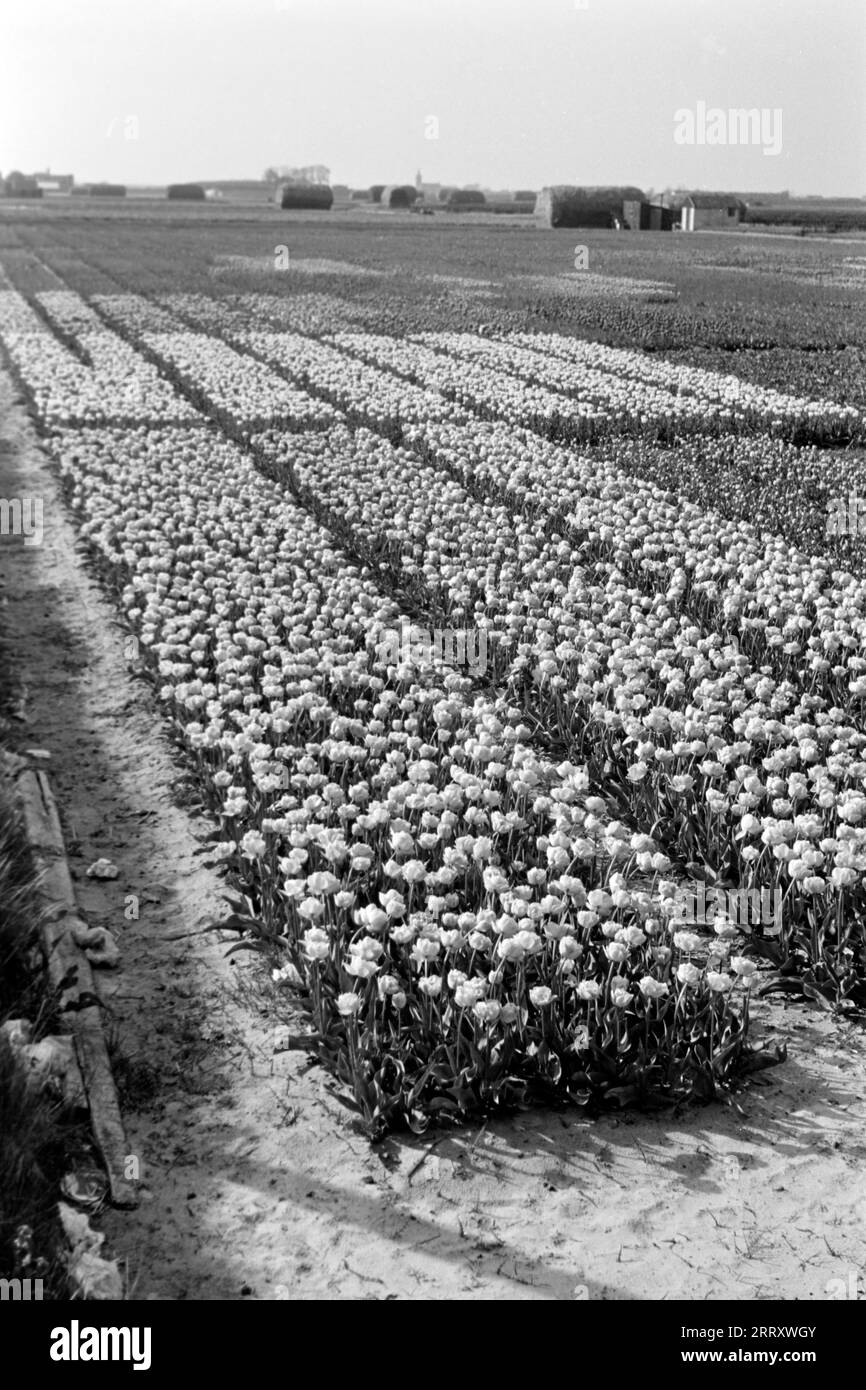 Tulpenfeld in Lisse, 1955. Field of tulips in the town of Lisse, 1955 ...