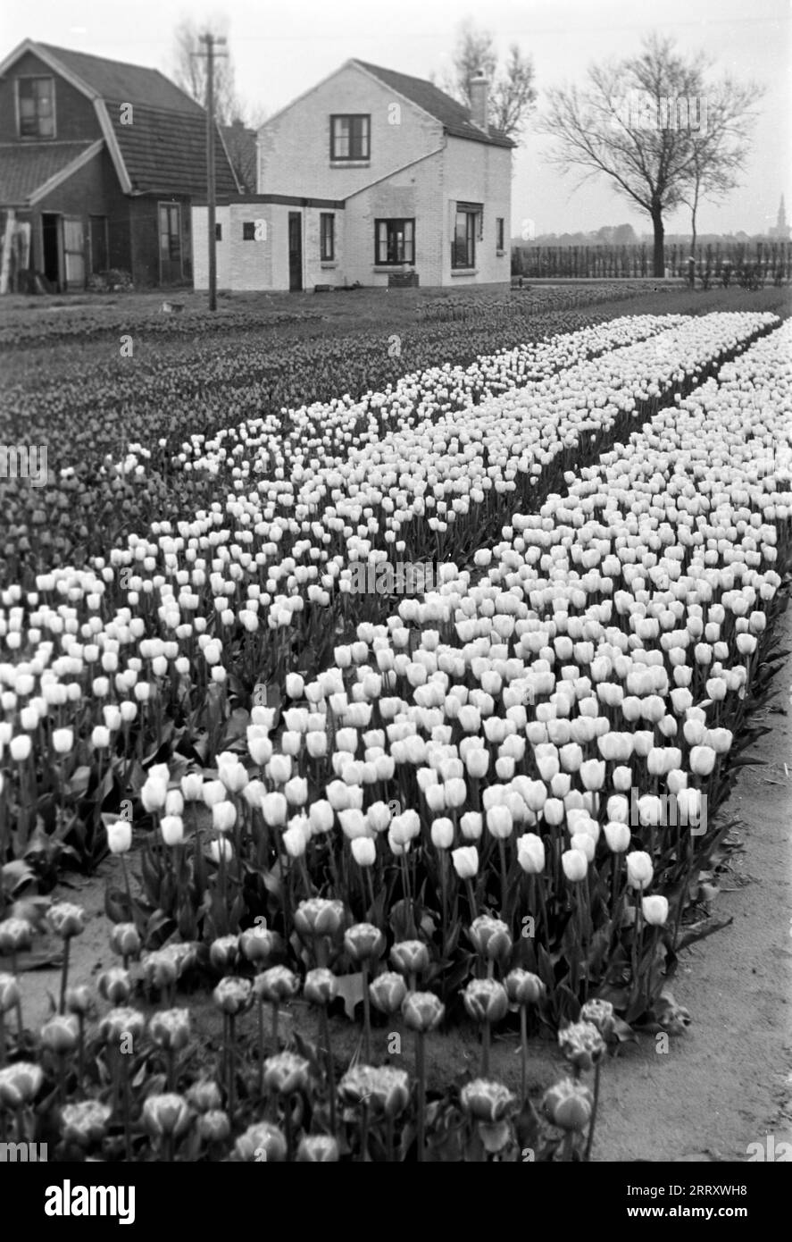 Tulpenfeld in Lisse, 1955. Field of tulips in the town of Lisse, 1955 ...