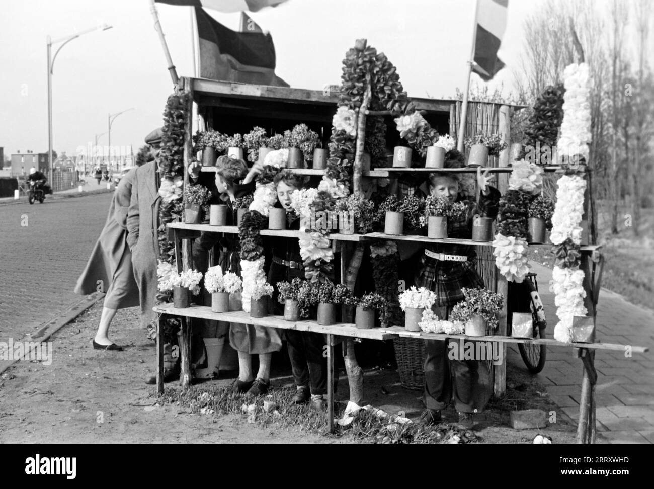Kinder verstecken sich hinter einem Blumenstand am Straßenrand, Lisse ...