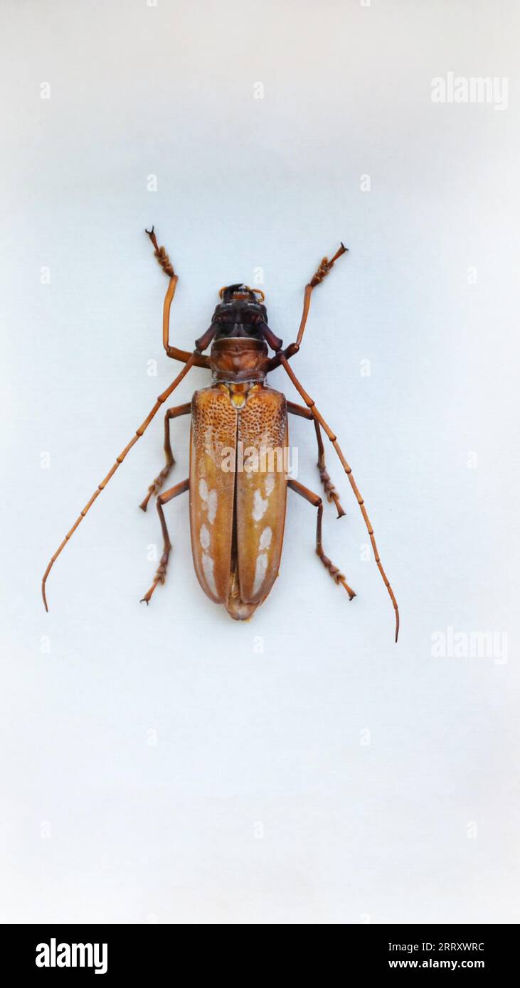 Exotic insects of the fauna of South America common in Central and ...