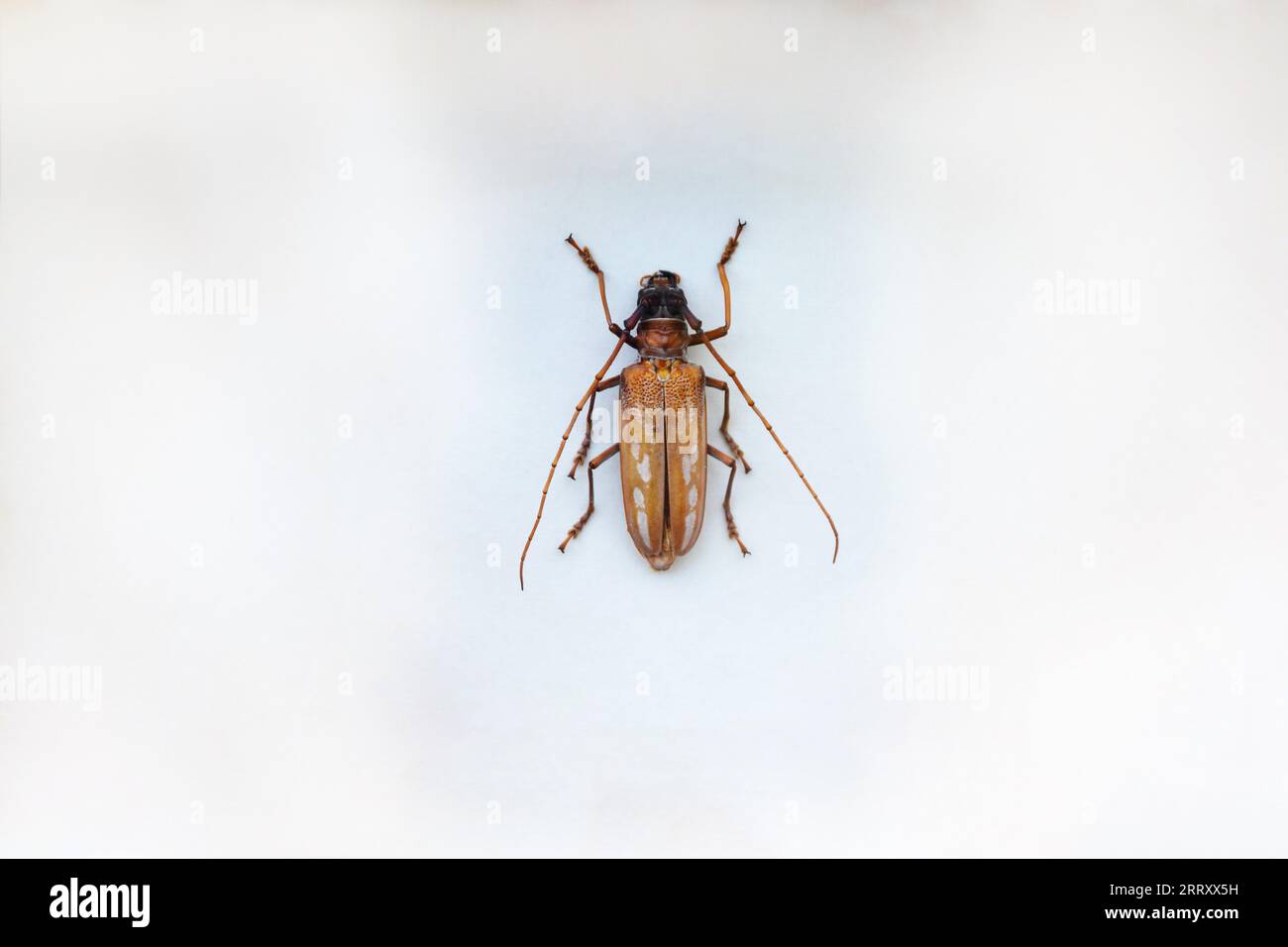 Exotic insects of the fauna of South America common in Central and ...