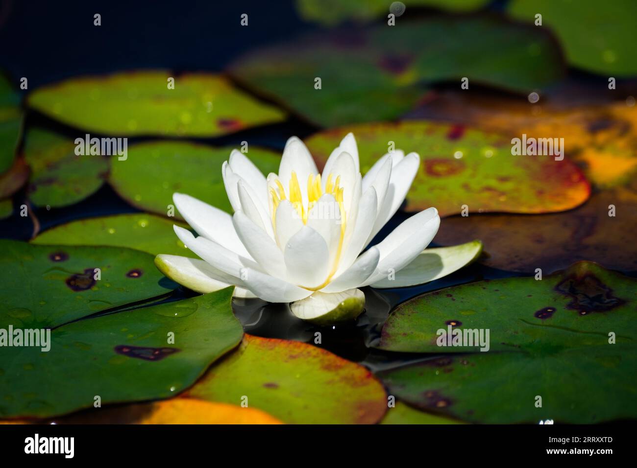 Striking image of lily pad in bloom hi-res stock photography and images ...