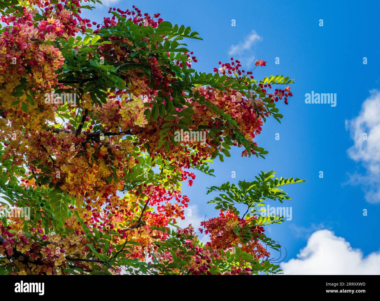 Crimson and yellow blossoms of the Rainbow Shower tree back lit by the ...