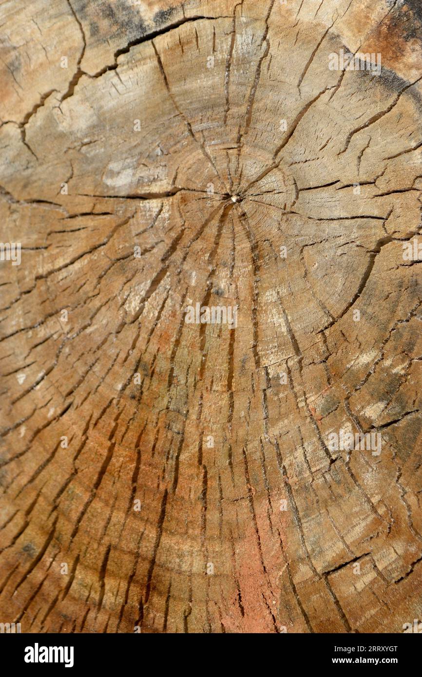 Wooden cross section showing growth rings. Wood structure, abstract background. Copy space. Dry ...