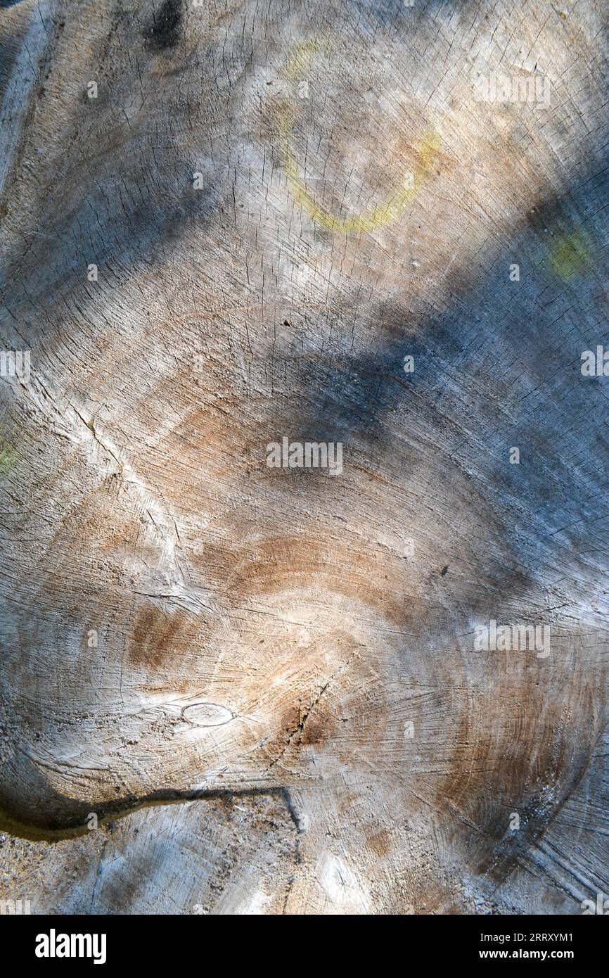 Wooden cross section showing growth rings. Wood structure, abstract background. Copy space. Dry ...