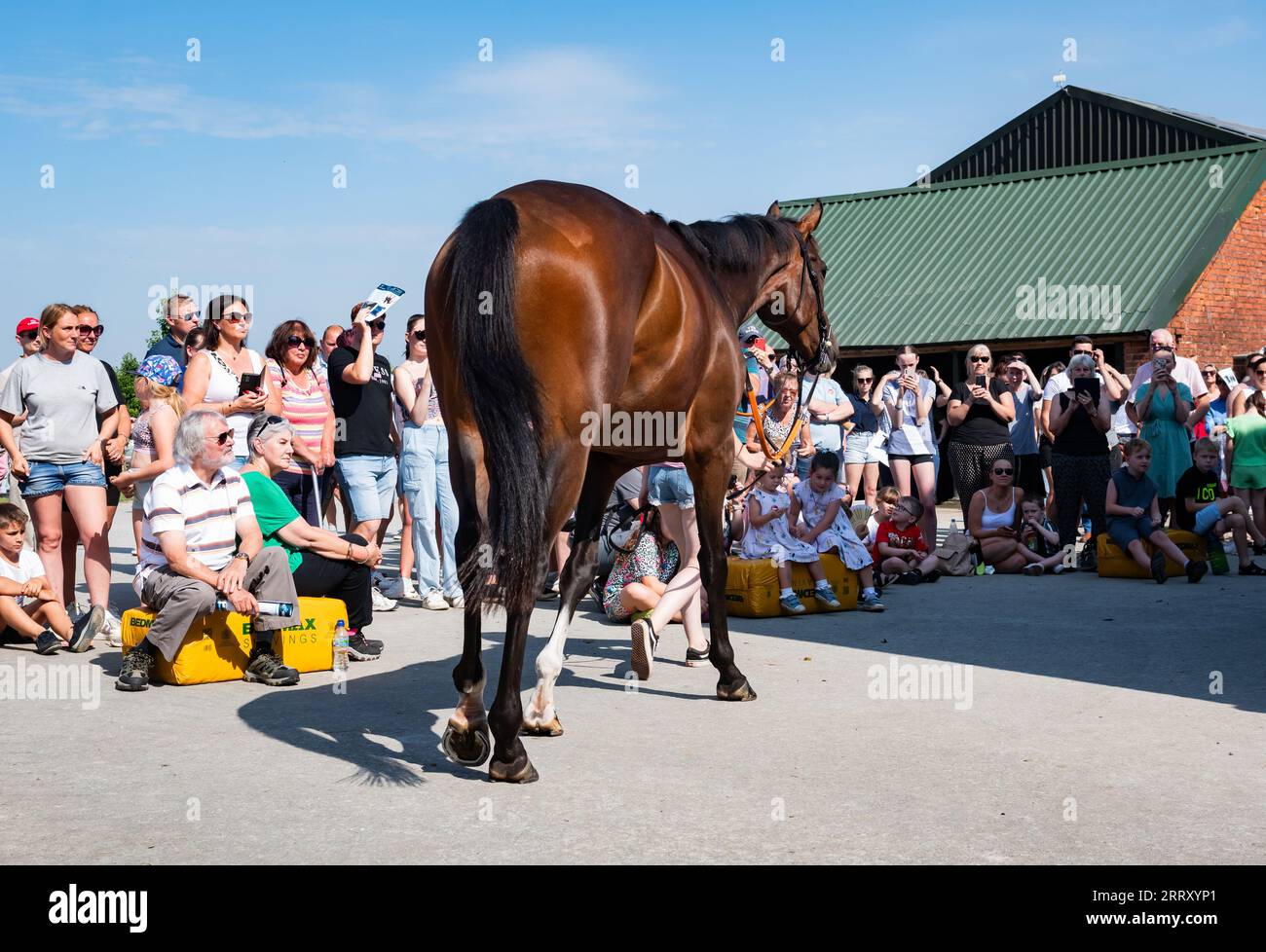 Images of racehorses hi-res stock photography and images - Alamy