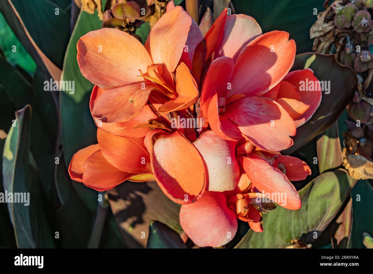 Summer Bloom from Rawlings Conservatory and Botanical Gardens ...