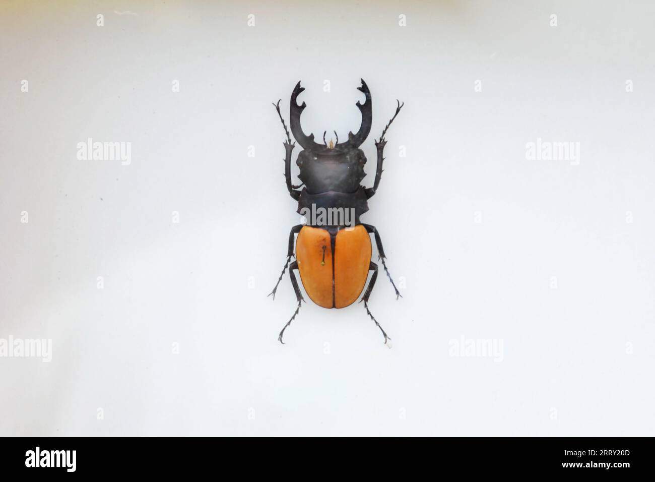 Exotic insects of the fauna of South America common in Central and ...