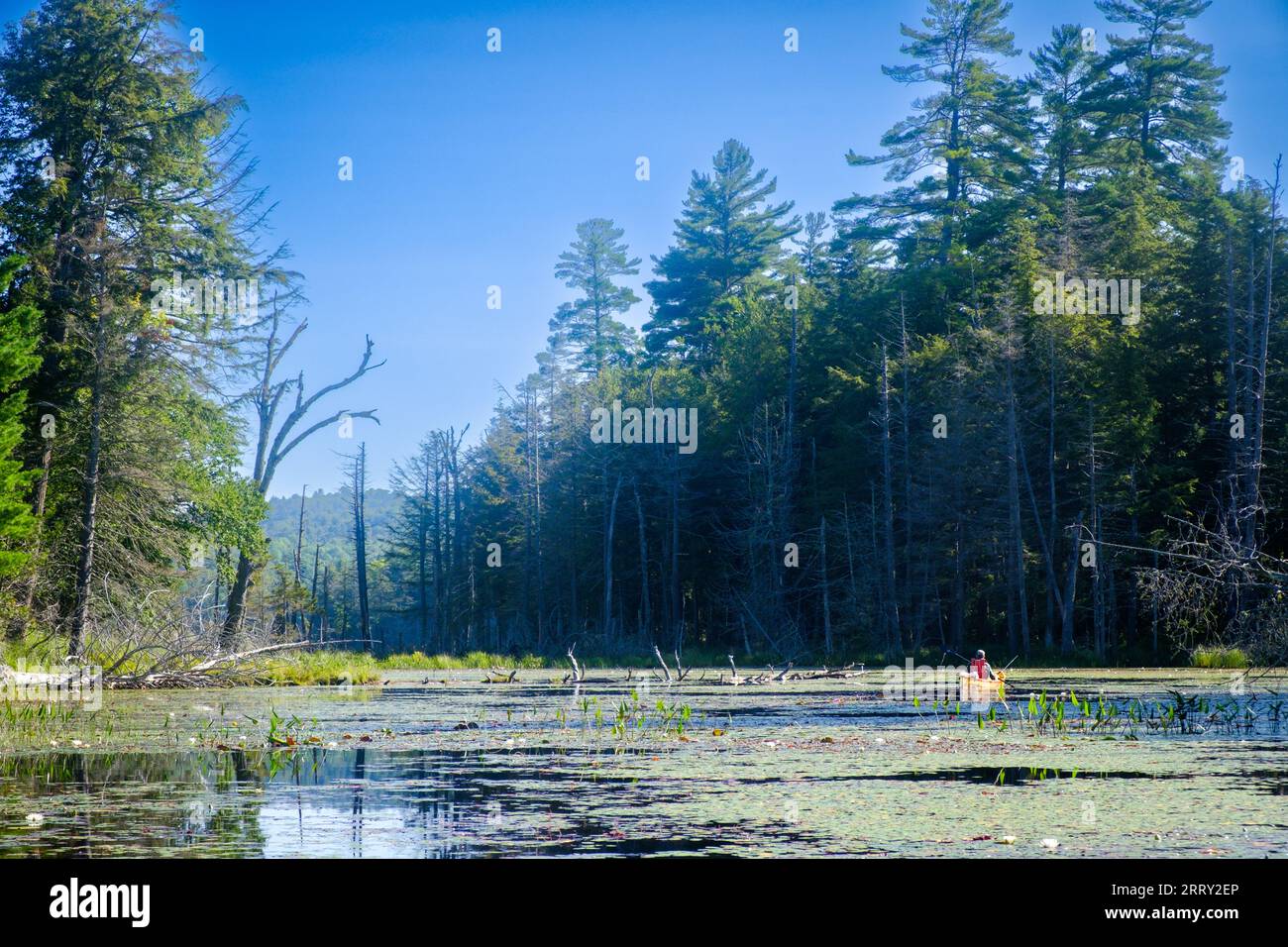 Marshy area hi-res stock photography and images - Alamy