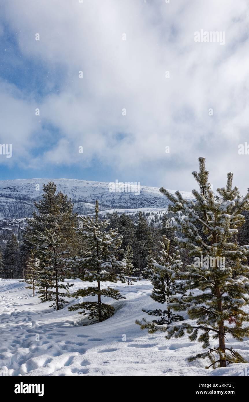 Christmas trees in Snow in Norway Stock Photo - Alamy