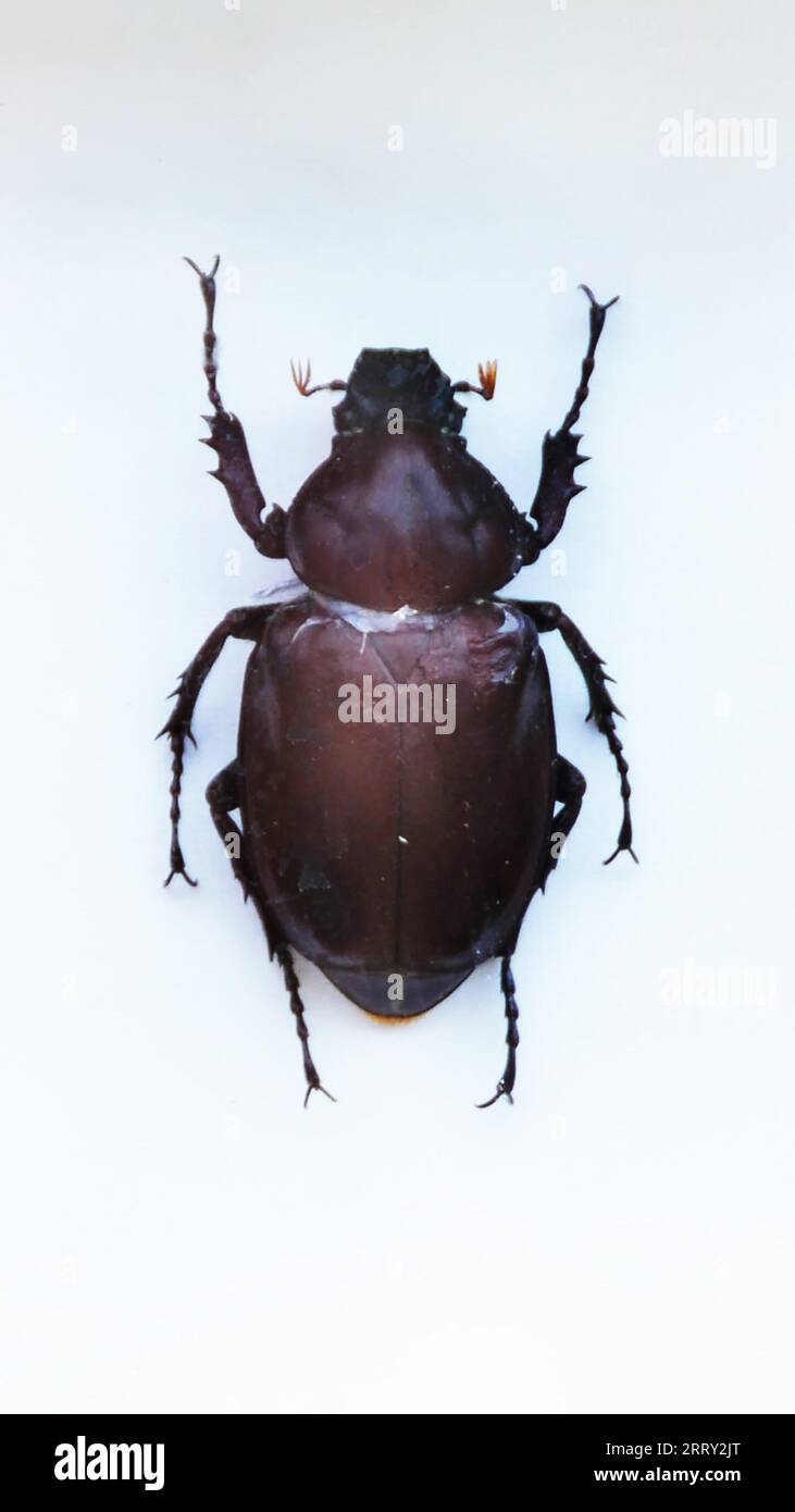 Exotic insects of the fauna of South America common in Central and ...