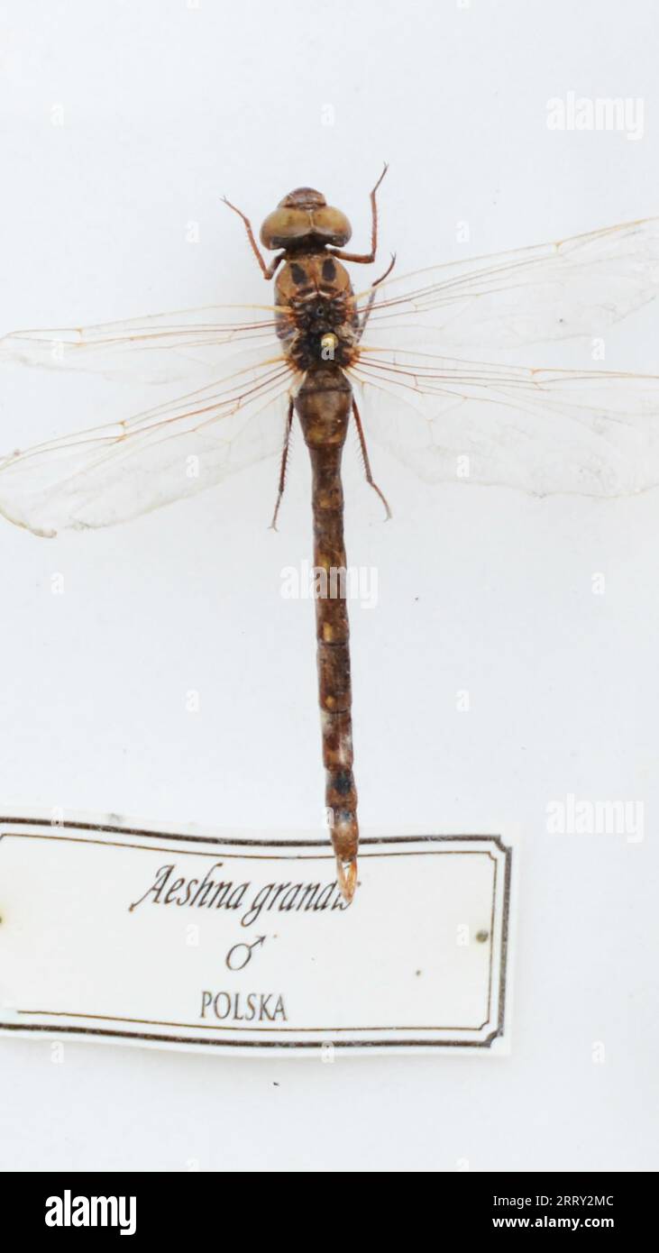 Exotic insects of the fauna of South America common in Central and ...