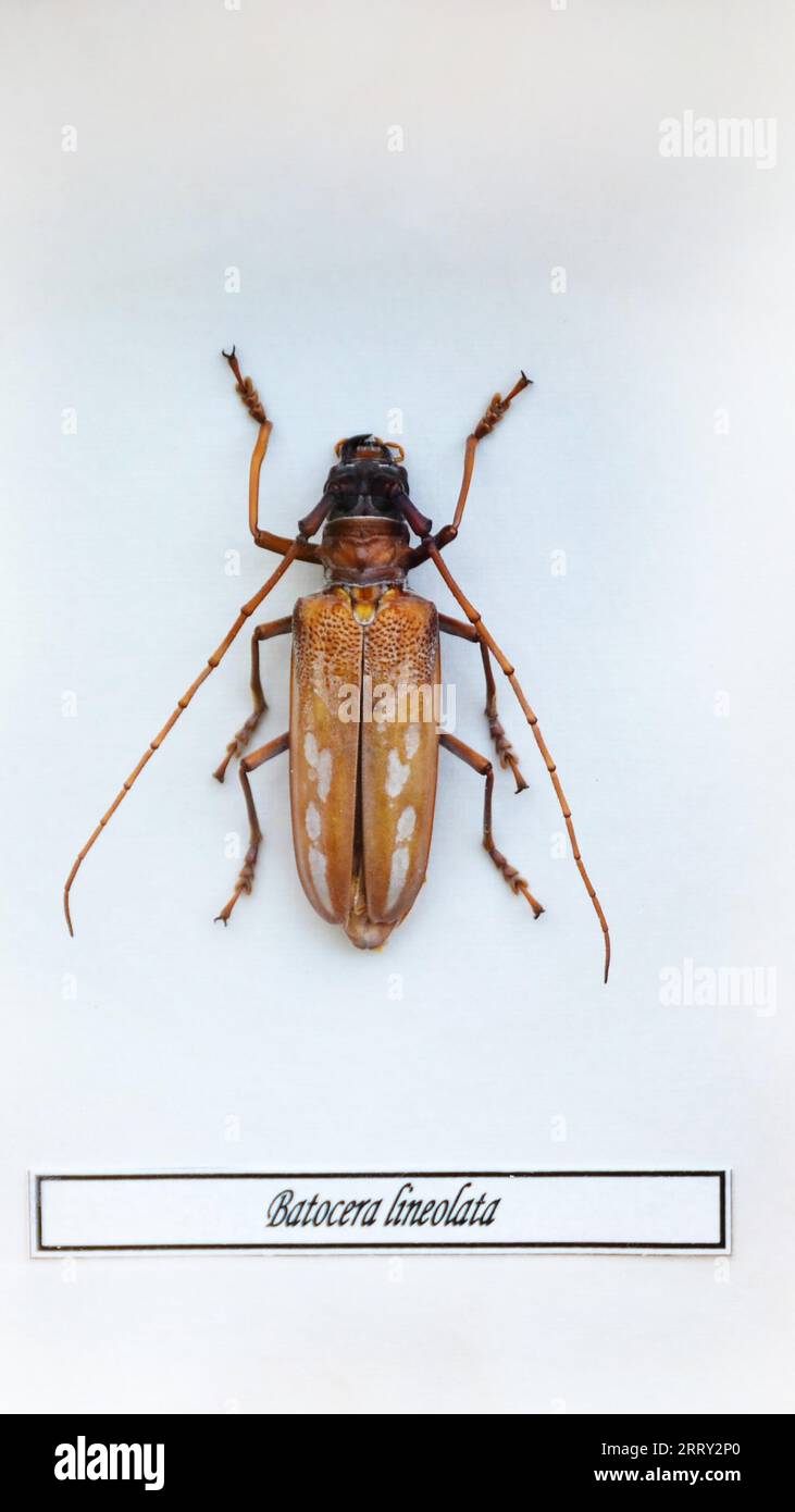 Exotic insects of the fauna of South America common in Central and ...