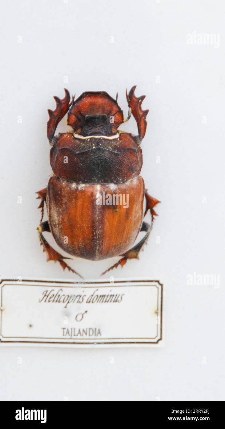 Exotic insects of the fauna of South America common in Central and ...