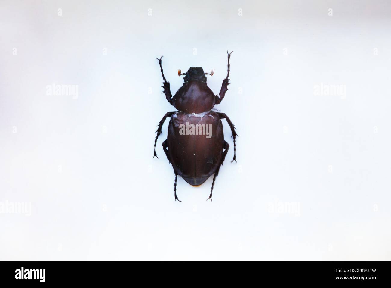 Exotic insects of the fauna of South America common in Central and ...