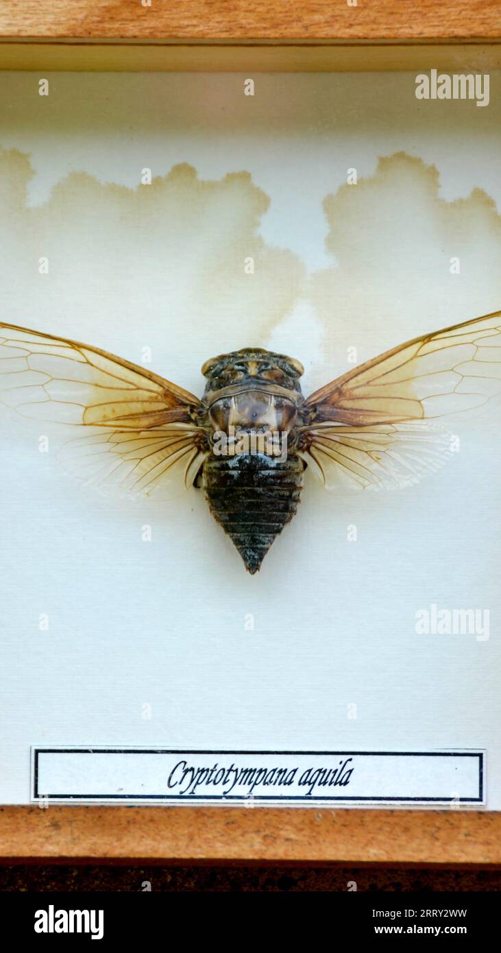 Exotic insects of the fauna of South America common in Central and ...