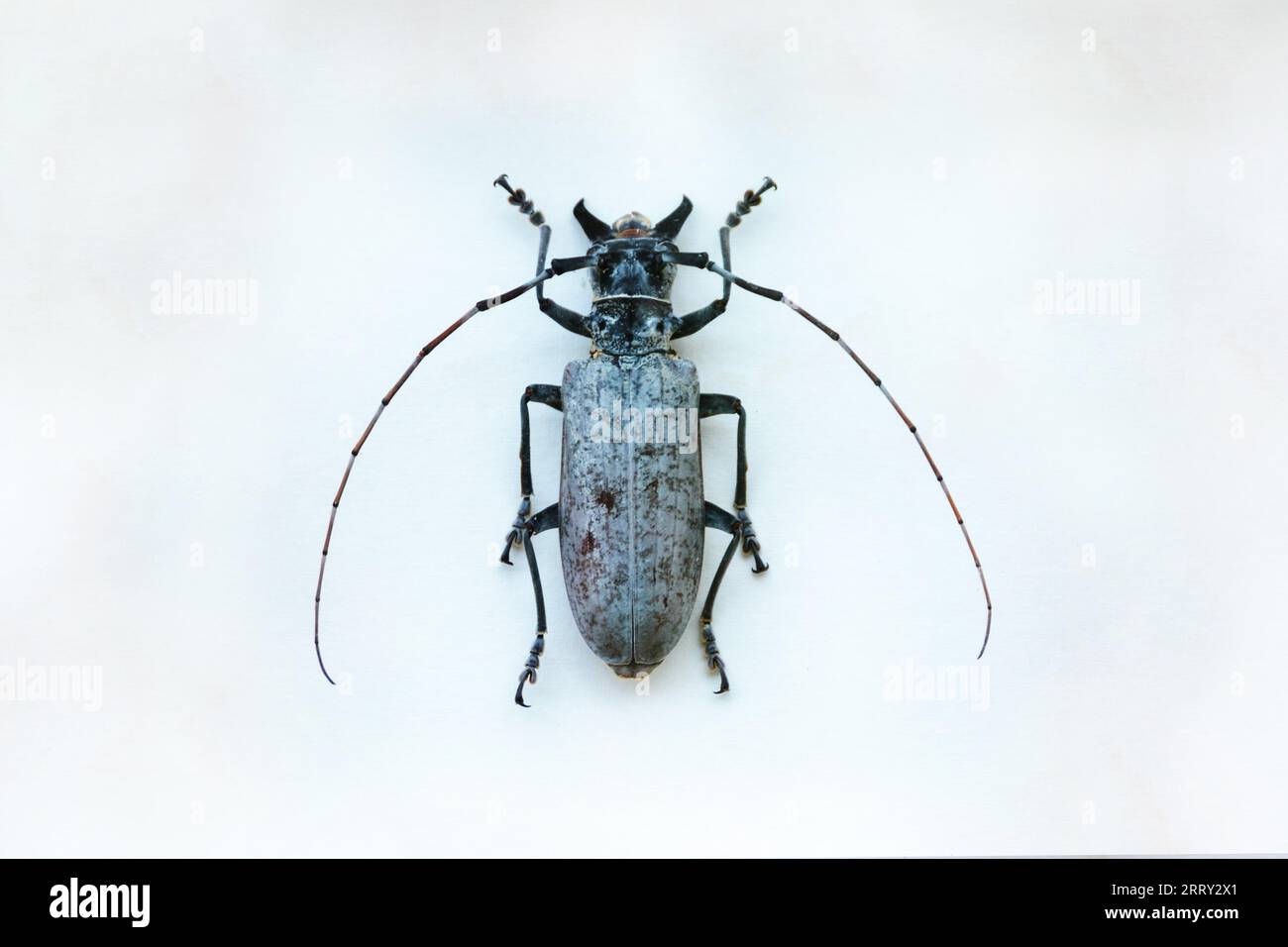 Exotic insects of the fauna of South America common in Central and ...