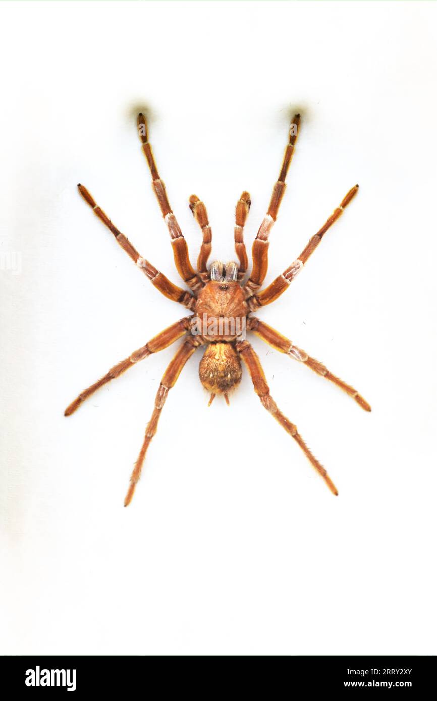 Exotic insects of the fauna of South America common in Central and ...