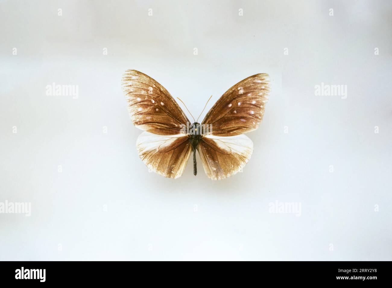 Exotic insects of the fauna of South America common in Central and ...