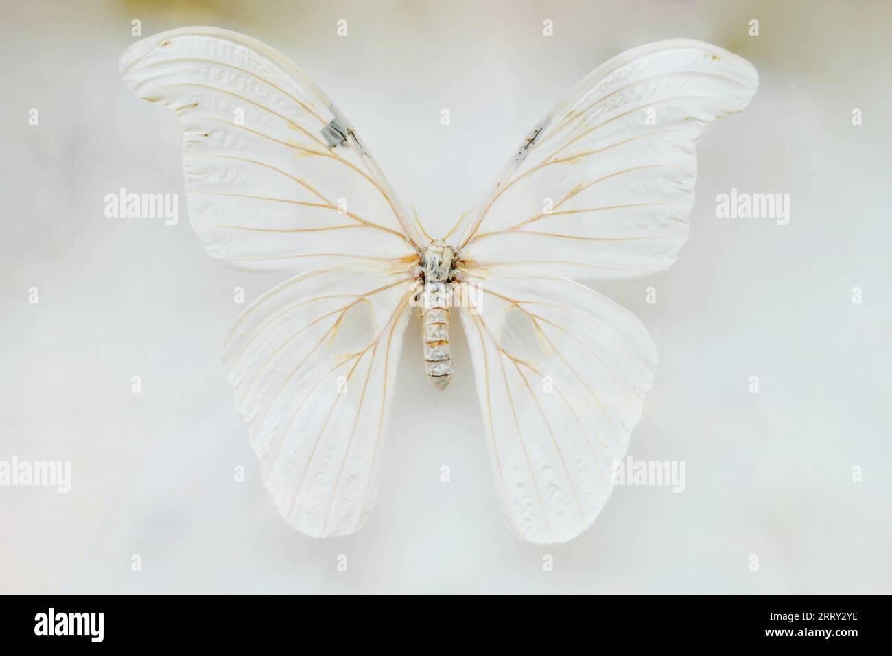 Exotic insects of the fauna of South America common in Central and ...