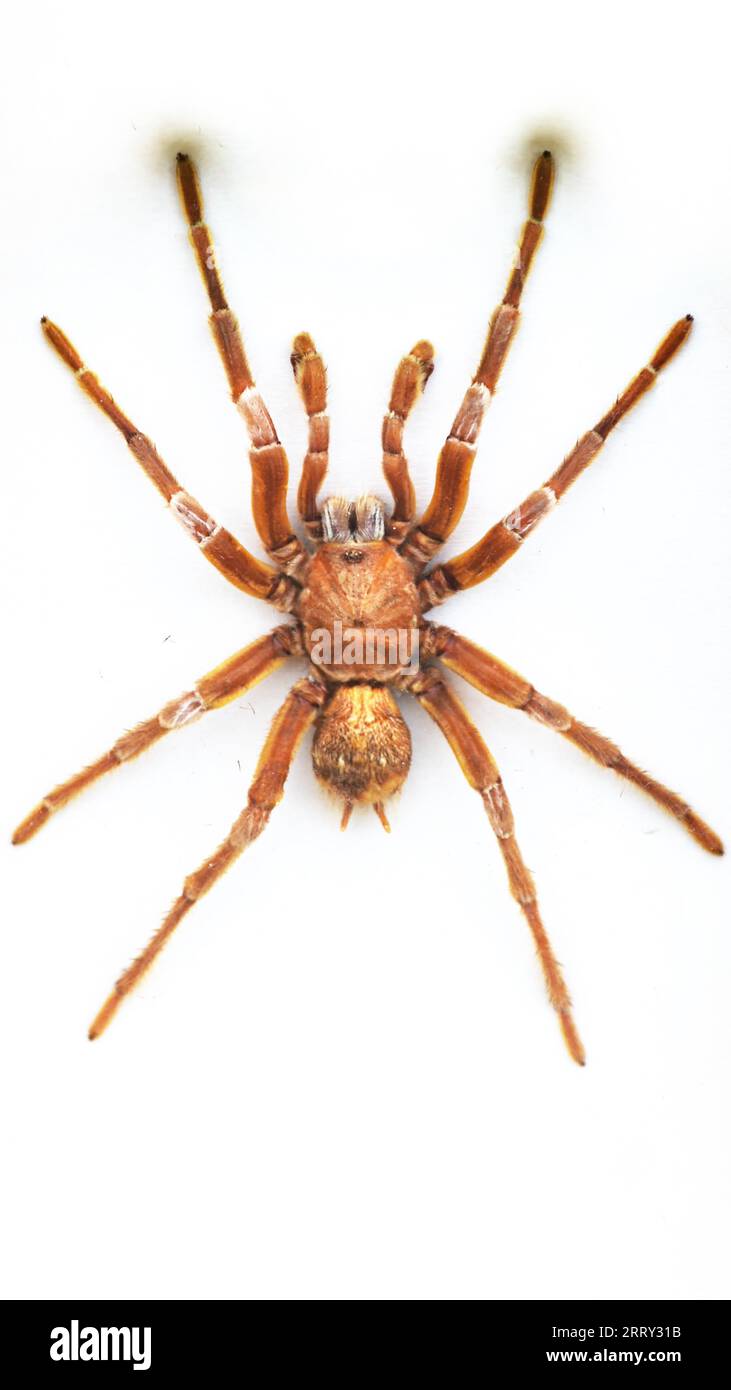 Exotic insects of the fauna of South America common in Central and ...