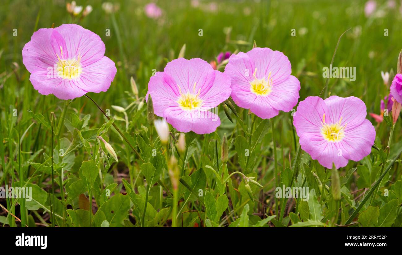 Oenothera speciosa is a species in the evening primrose family known by ...