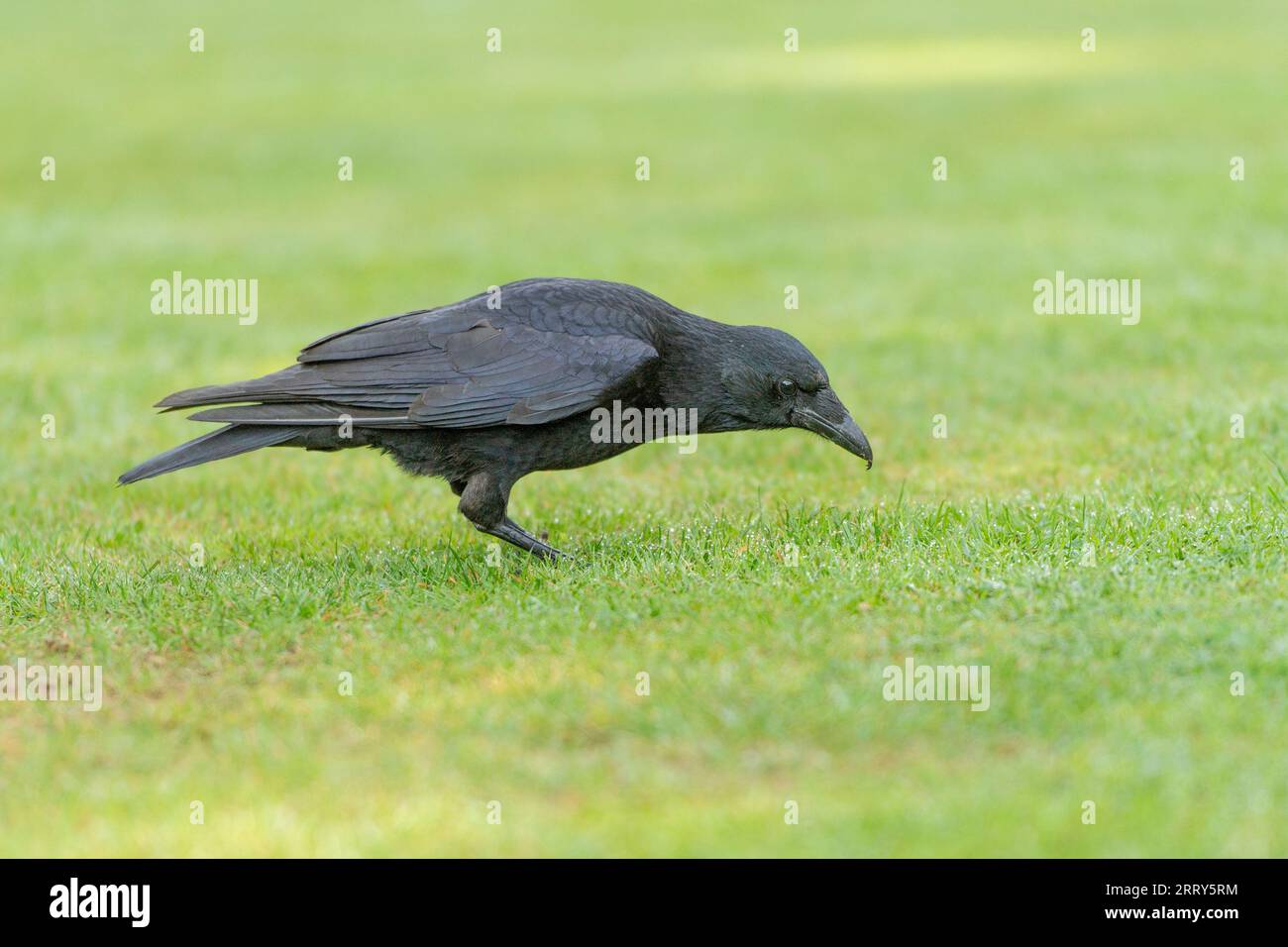 Female bird pecking hi-res stock photography and images - Alamy